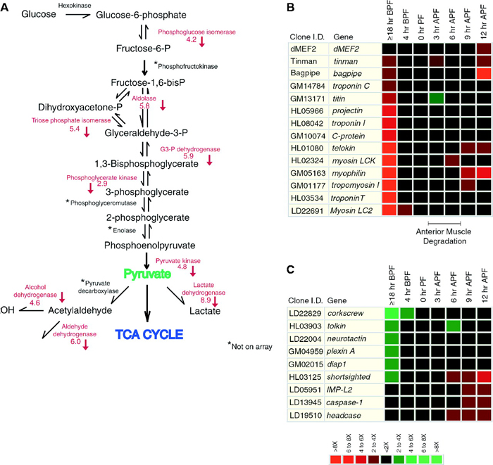 基因表达调节细胞分化Scitable |学习科学 - beplay体育官方网站首页
