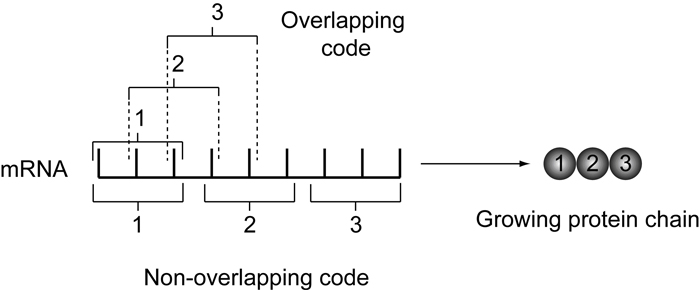 弗朗西斯·克里克和遗传密码的发现在Scitable |学习科学 - beplay体育官方网站首页