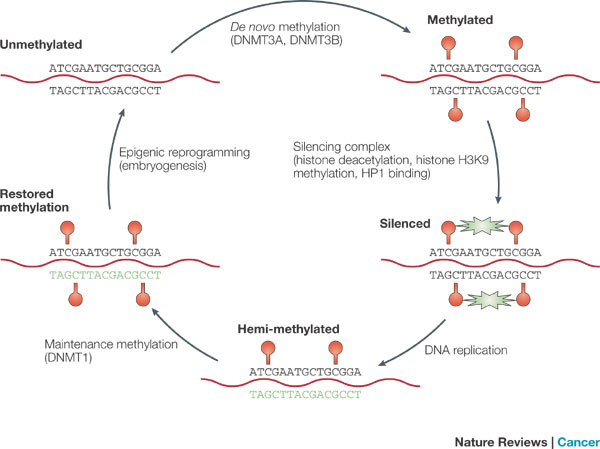 在真核生物染色质重塑Scitable |学习科学 - beplay体育官方网站首页