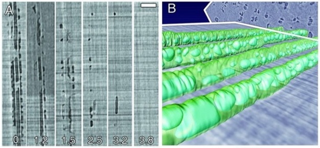 维管植物的水分吸收和运输|在Scitable学习科学 - beplay体育官方网站首页