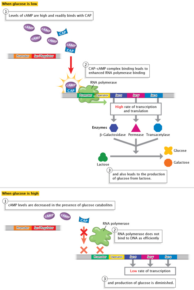 积极转录控制Scitable |学习科学 - beplay体育官方网站首页