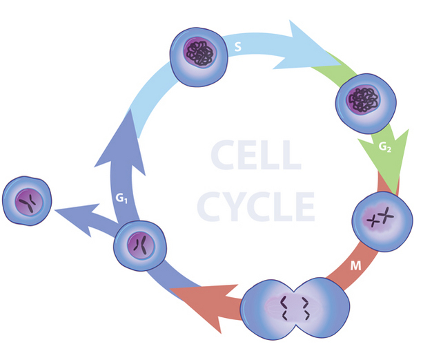 Eukaryotes, Cell Cycle | Learn Science at Scitable - beplay体育官方网站首页