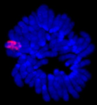 基因印记和X失活在Scitable |学习科学 - beplay体育官方网站首页