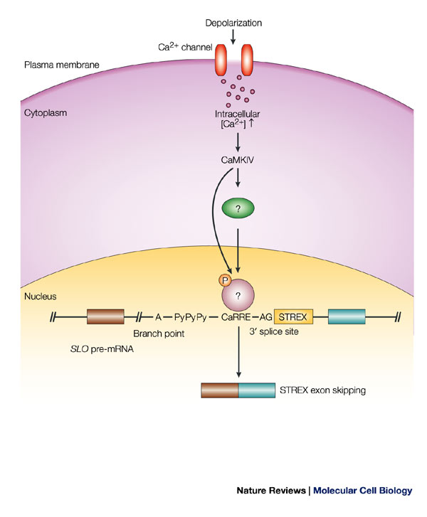 信号转导调控mRNA剪接|学习科学在Scitable - beplay体育官方网站首页