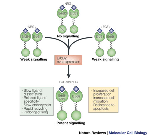 在Scitable学习科学 - beplay体育官方网站首页