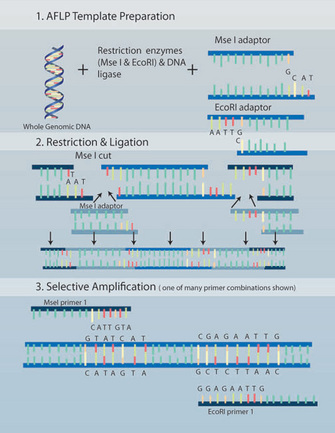 生态学研究的分子遗传技术和标记|在Scitable学习科学 - beplay体育官方网站首页