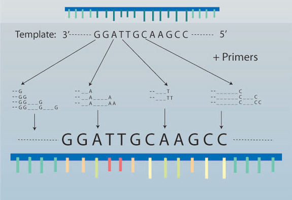 生态学研究的分子遗传技术和标记|在Scitable学习科学 - beplay体育官方网站首页