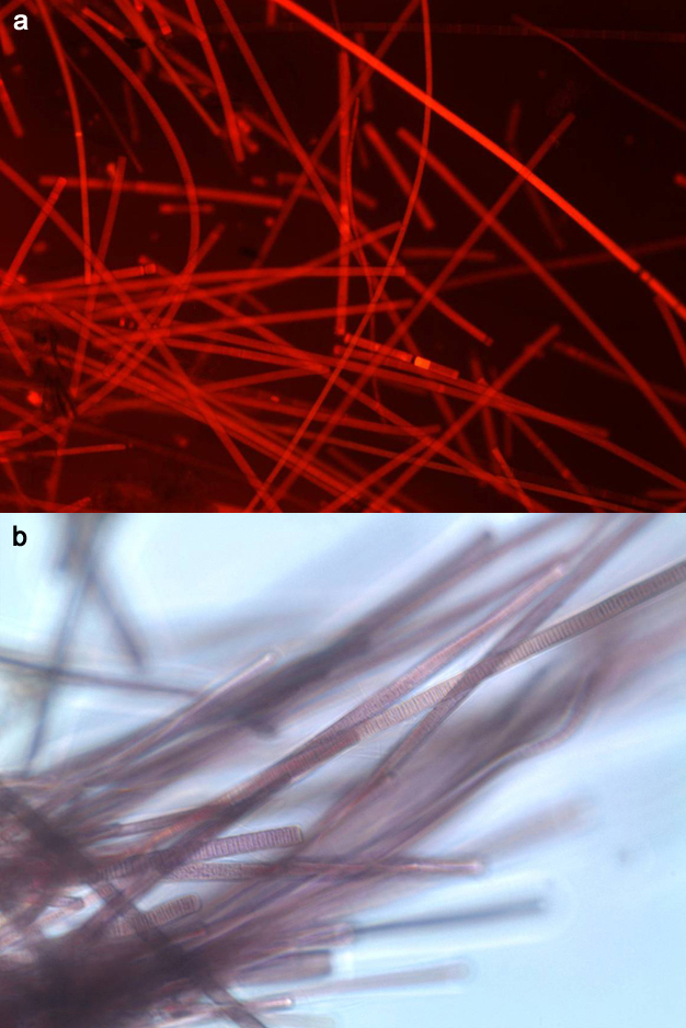 Rock, Water, Microbes: Underwater Sinkholes in Lake Huron are Habitats ...