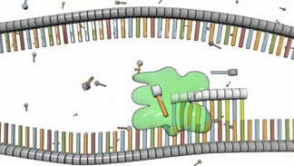 核糖体、转录、翻译| Scitable学习科学 - beplay体育官方网站首页