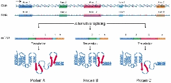 在Scitable RNA拼接|学习科学 - beplay体育官方网站首页